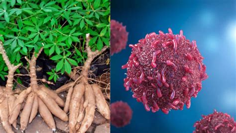 Cameroun Le Manioc Révolution Anti Cancer Et Espoir Pour La Santé