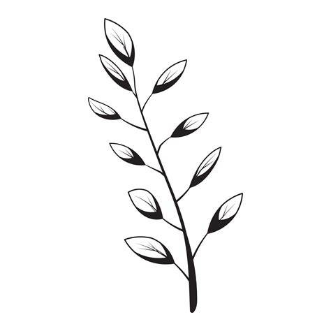 Pinnatisect Leaf Flower Graphic Sketch Drawing Outline Style 26830767 Png