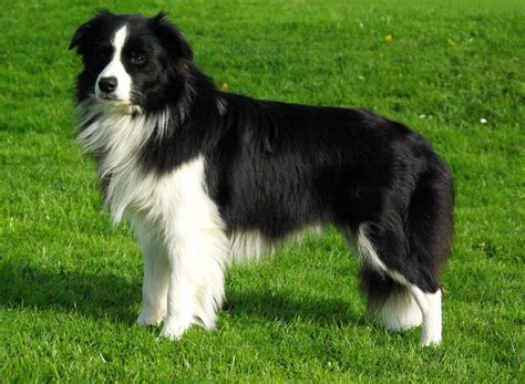 Black And White Border Collie