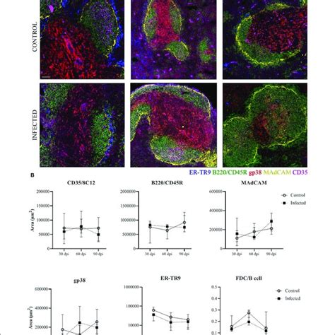 Lymphoid Tissue Inducer Cells Distribution In Splenic Tissue