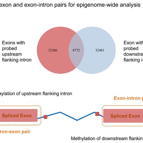 Scheme Presenting The Included Intron Exon And Exon Intron Pairs In The