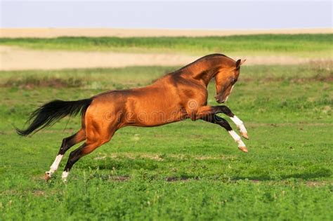 Cavalo Dourado Do Akhal Teke Foto De Stock Imagem De Nuvem Olho