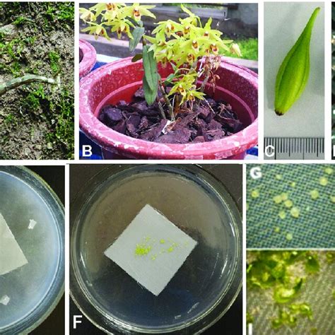 Morphological Characters And The Seed Developmental Stages Of Download Scientific Diagram