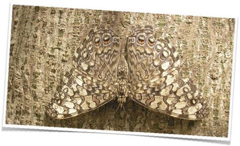 الجنس والحب وما بينهما من الناحية العلمية علومي