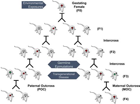 Epigenetic Transgenerational Inheritance Extends To The Great Great