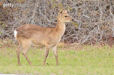 Alert Sika Deer On Assateague Island 이미지 게티이미지뱅크