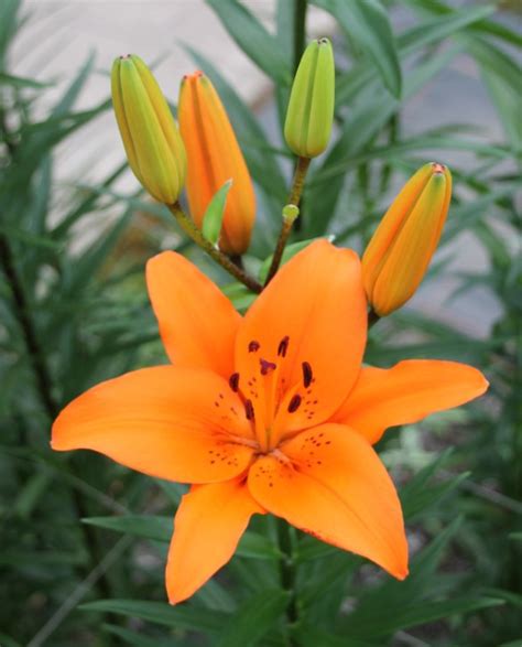 Brunello | Onings Holland Flowerbulbs