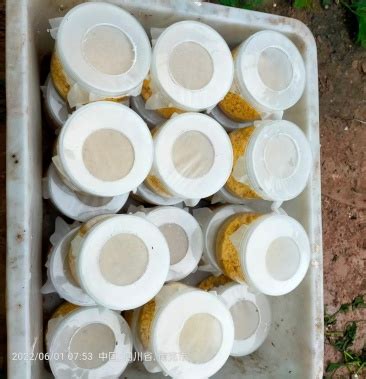 黑水虻批发 黑水虻虫卵出售价格1 00元 克 一亩田