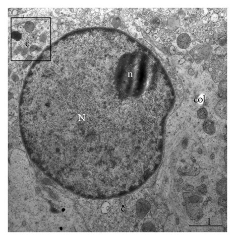 Transmission Electron Microscopy Tem Of Testicular Macrophages In The