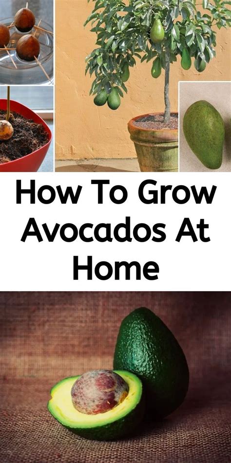 Save Money On Avocados Heres How To Grow A Avocado Tree In A Small