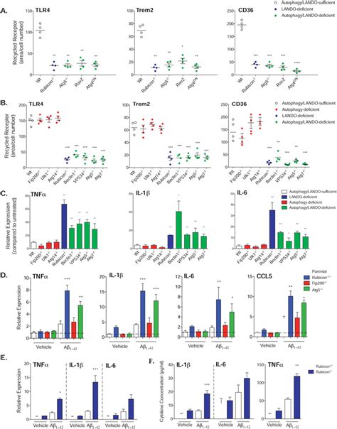 LC3 associated endocytosis facilitates β amyloid clearance and
