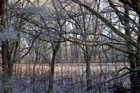 Fotos gratis paisaje árbol naturaleza bosque rama nieve frío