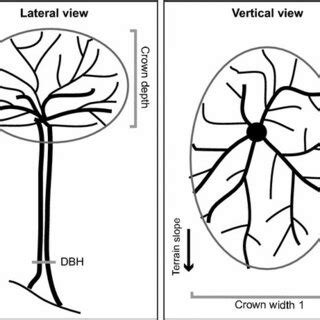 Diagram Showing The Morphological Variables Measured For The Sampled Trees Download Scientific