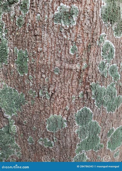 Tree Trunk Full Of Green Spots Forming Abstract Structure Stock Image Image Of Greenery
