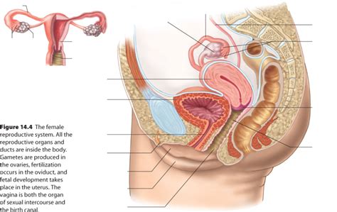 Biology 30 Ib Sl Female Reproductive System Part 1 Diagram Quizlet