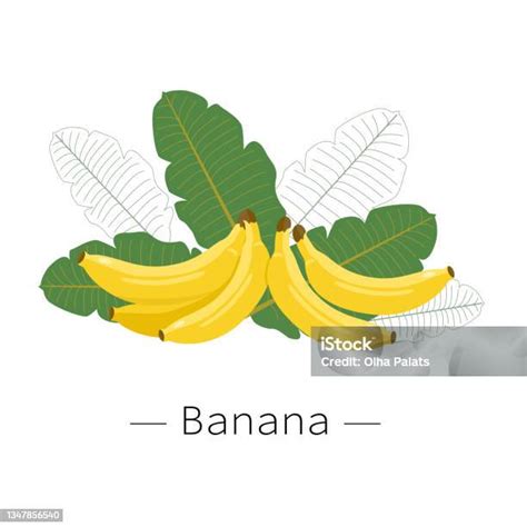 Bananas With Green Leaves Isolated On White Background Yellow Banana