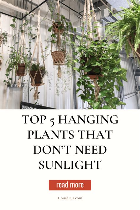 Top 5 Low Light Hanging Plants