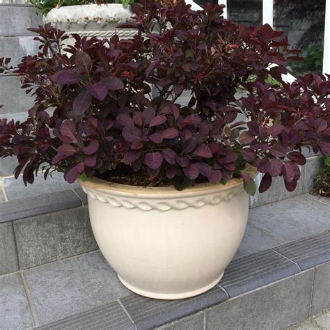 Velveteeny™ Purple Smokebush Van Wilgens Garden Center