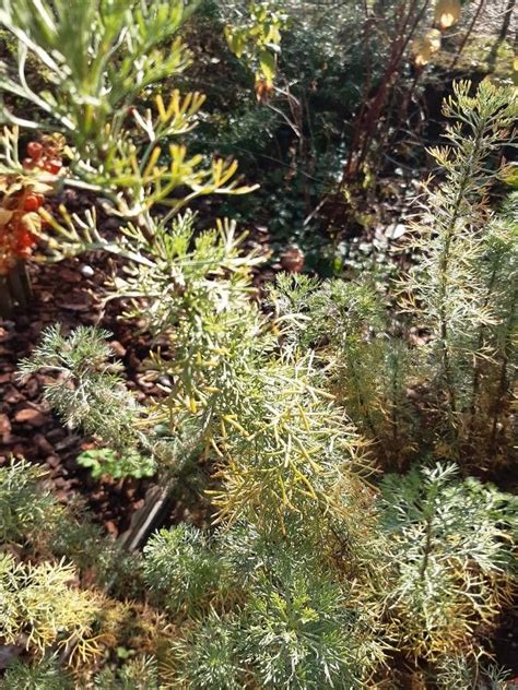 Artemisia Alba Turra White Mugwort World Flora Plntnet Identify