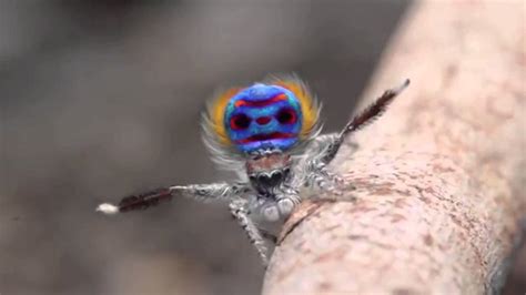 Spider Dance Youtube