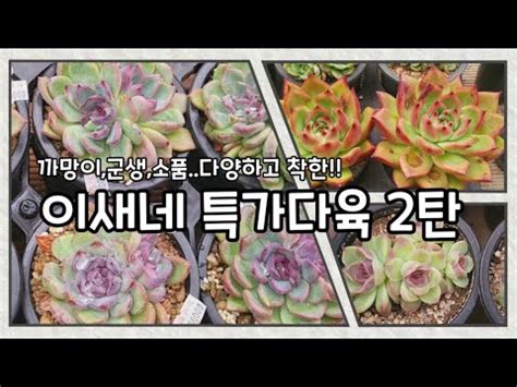 이뻐도 너무 이쁘고 착해도 너무 착해요 이새네 특가다육 2탄 YouTube