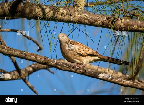 Zebra Dove Geopelia Striata Beautiful Small Dove From Southeast Asian Forests And Woodlands