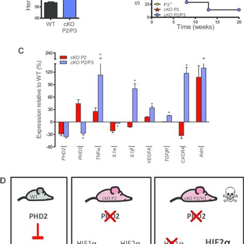 Mice Deficient For Phd2 And Phd3 Display Erythrocytosis And Die