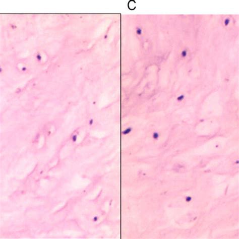 Hematoxylineosin Staining He Staining Results 200× He Staining