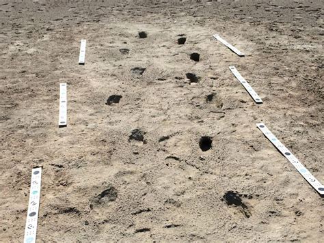 Descubrieron Una Característica Hasta Ahora Desconocida De La Anatomía