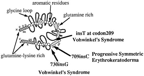 Loricrin And The Sites Of Insertion Mutations In Loricrin Keratoderma