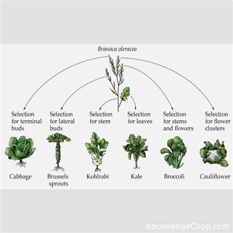 From One Plant To Veggies Galore The Selective Breeding Chronicles 🥦🌽