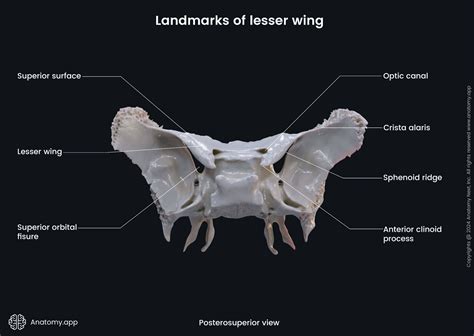 Sphenoid Bone Anatomy App