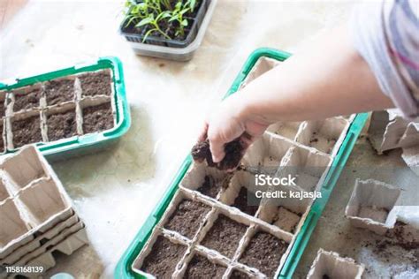 아기 식물 파종 농업 묘목을위한 블랙 홀 트레이 봄 심기 초기 모종 창턱에 집에서 상자에 씨앗에서 성장 개념 가난한 식물 관리