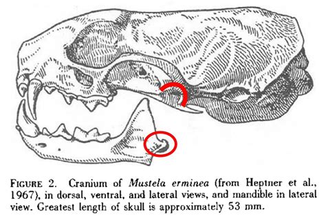 Mandibular Fossa