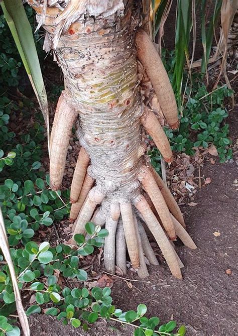 Penis Tree Queensland Australia R Mildlypenis