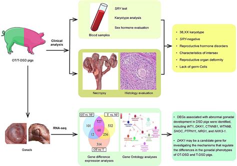 Clinical And Gonadal Transcriptome Analysis Of 38xx Disorder Of Sex