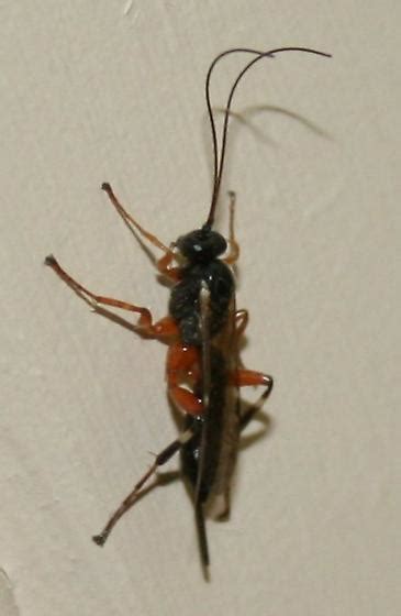 Pimpla Sp Bugguidenet