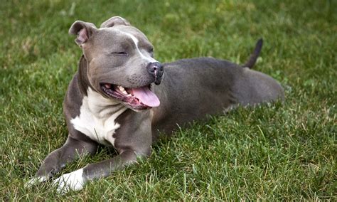 Varietà Di Pitbull Tutte Le Varianti E Le Loro Caratteristiche
