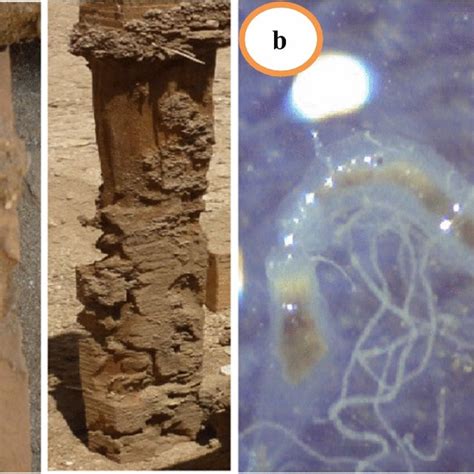 Cell Morphology Of The Isolated Bacteria From Termite Gut Contents Download Scientific Diagram