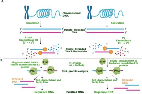 Exonuclease Chip Exo Wikipedia