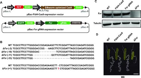 Psg Specific Mutation Of The Fzr Gene Decreases Gland Size In Silkworm