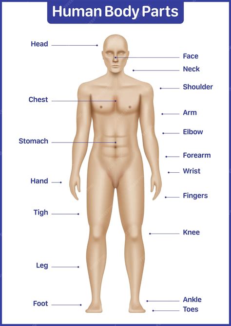 Human Body Parts Medical Diagram With Male Model Anatomical Vector