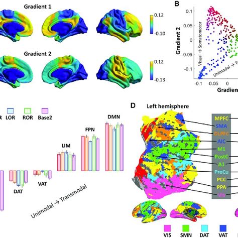 Cortical Gradients Of Functional Organization Download Scientific Diagram