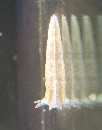 White Slug Like Thing Reef2reef