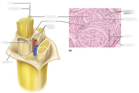 Figure 15 8 Structure Of A Nerve Showing Connective Tissue Wrappings