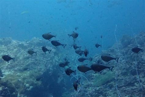 Photo Gallery สุดตื่นตา ธรรมชาติใต้ทะเลแสนสมบูรณ์ ณ จุดสกัดเกาะตุกนลิมา อช หมู่เกาะลันตา