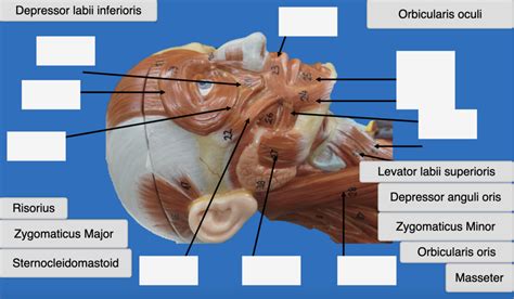 aandp 1 lab 6 diagram quizlet