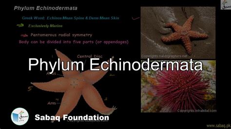 Examples Of Phylum Echinodermata