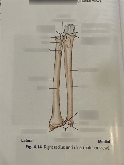 Right Radius And Ulna Anterior View Diagram Quizlet
