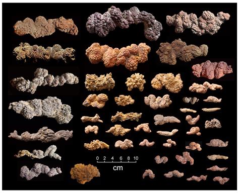 The Controversial Origin Of Ferruginous “coprolites”